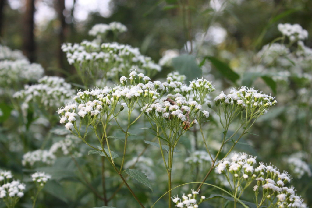 Soft edges - get planting
