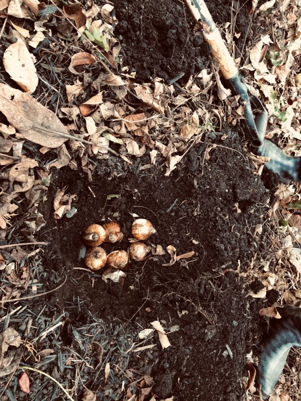 Thalia – get planting