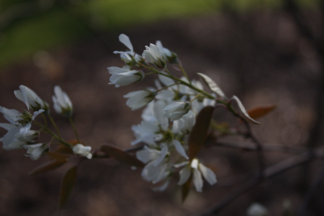More signs of spring - get planting